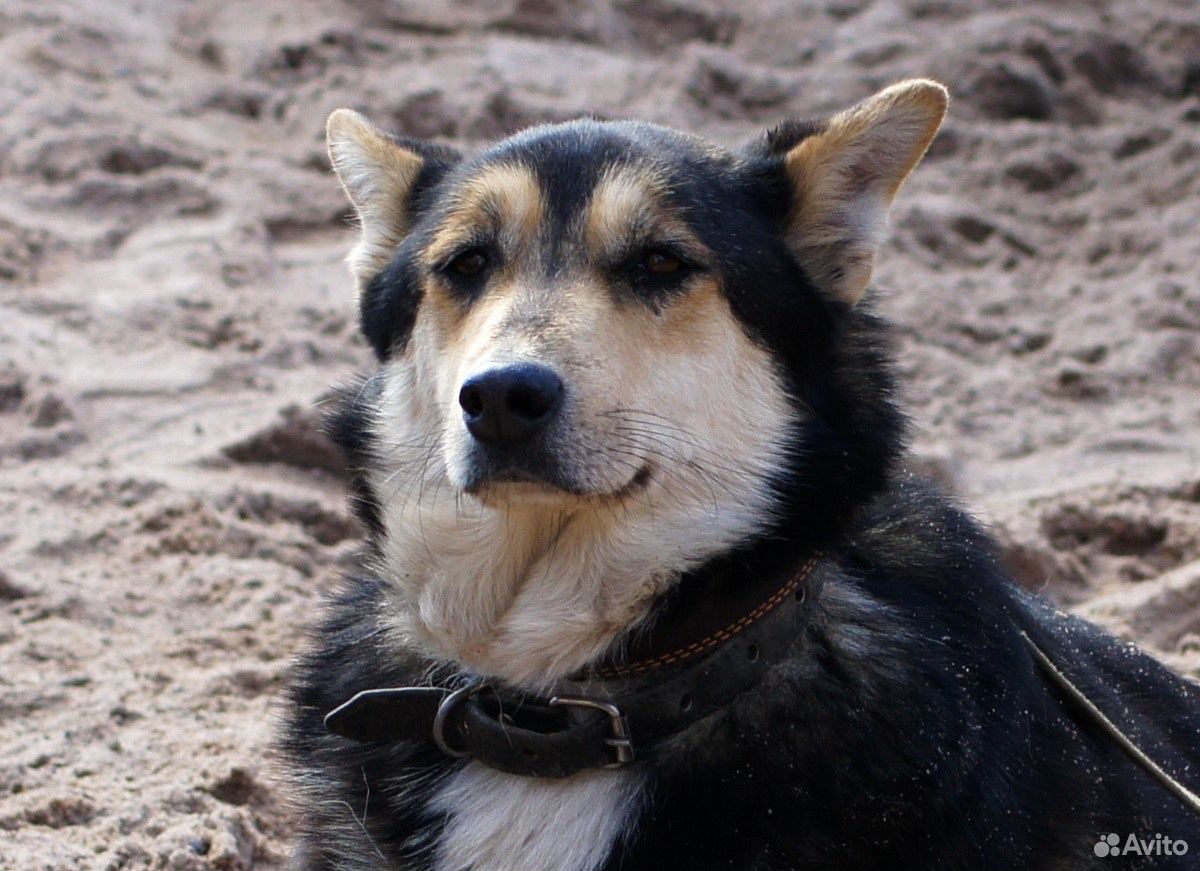 Компактная толстенькая Куколка ищет дом