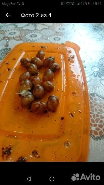 Улитки архахатины пурпурея альбинос