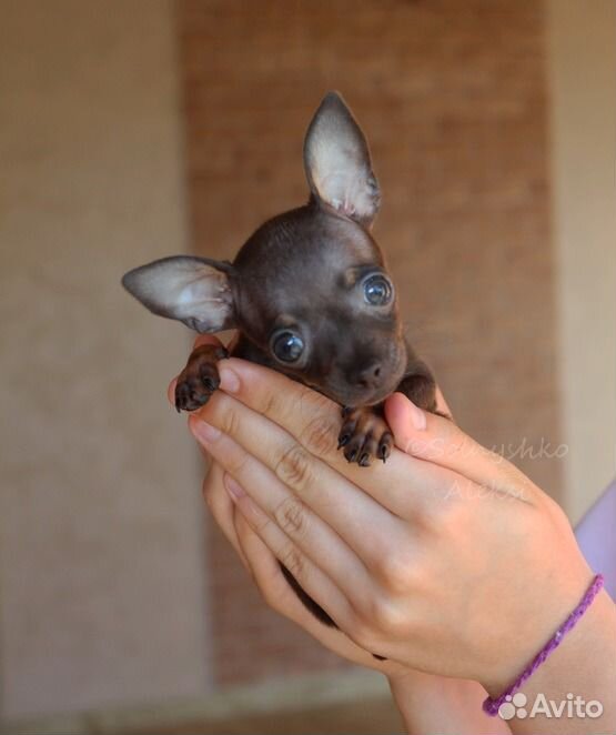 Русские игрунки