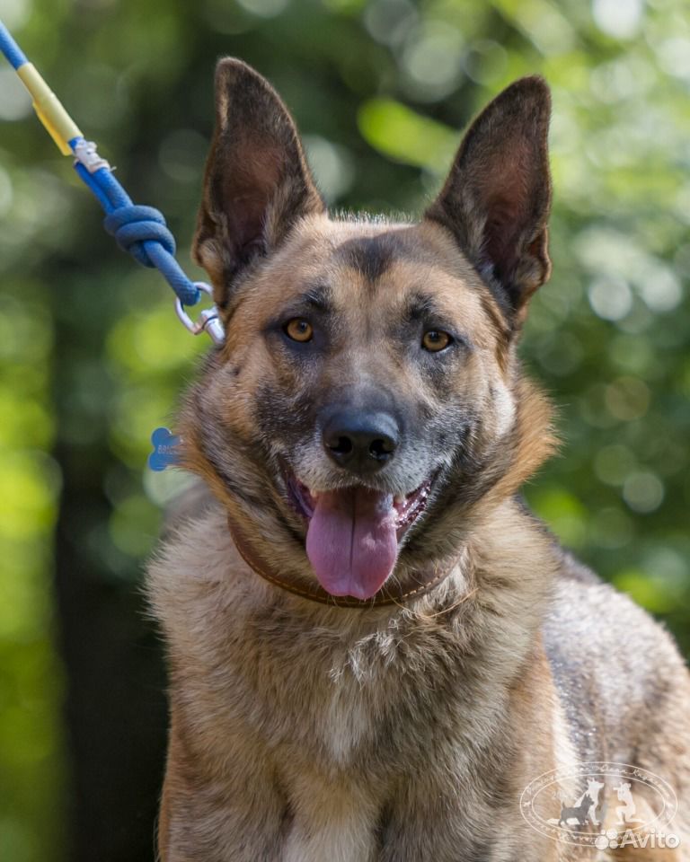 Метис Туман в добрые руки