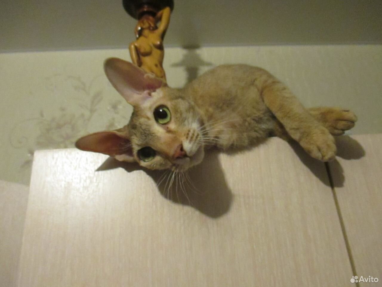 Вязка кошечка ждёт жениха