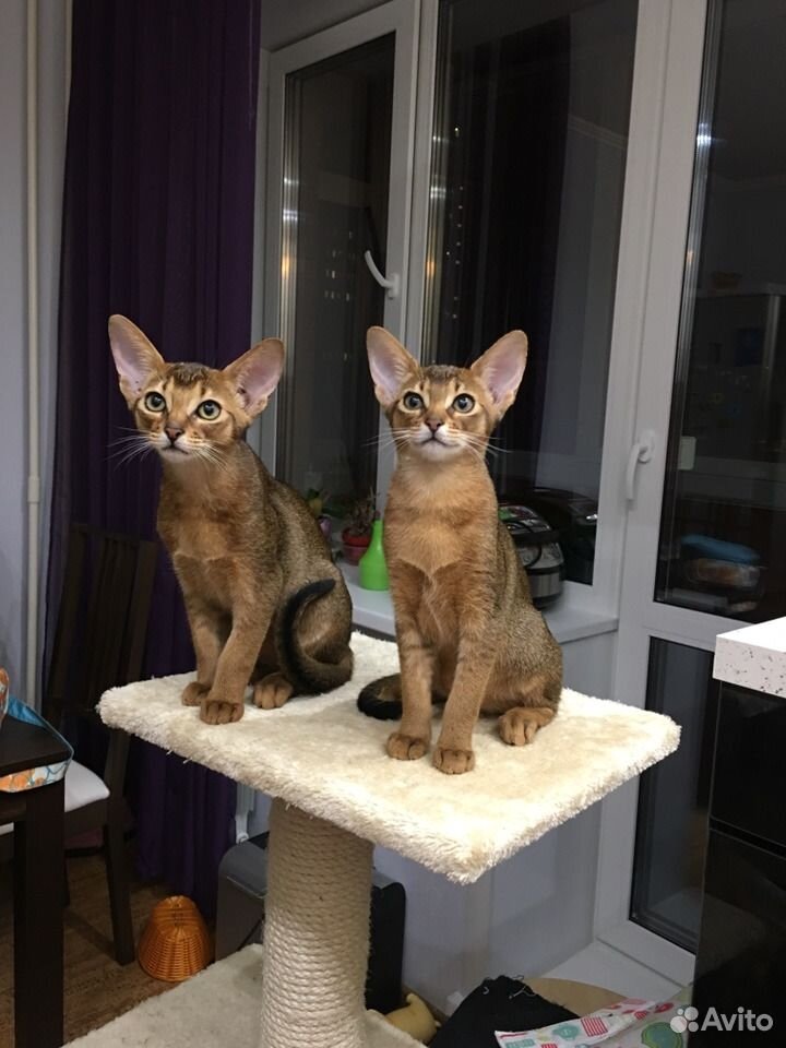 Абиссинские котята