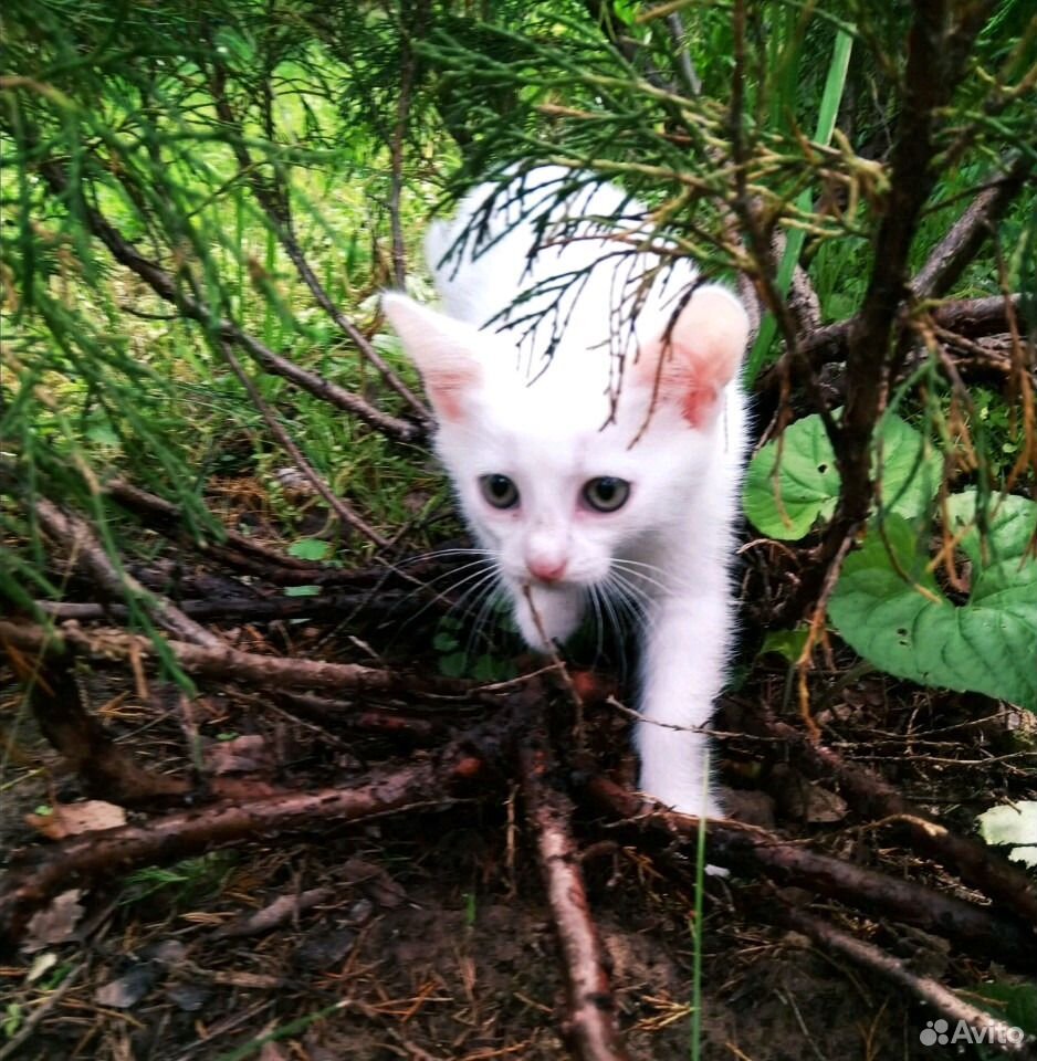 Белоснежный котёнок-полукровка в добрые руки