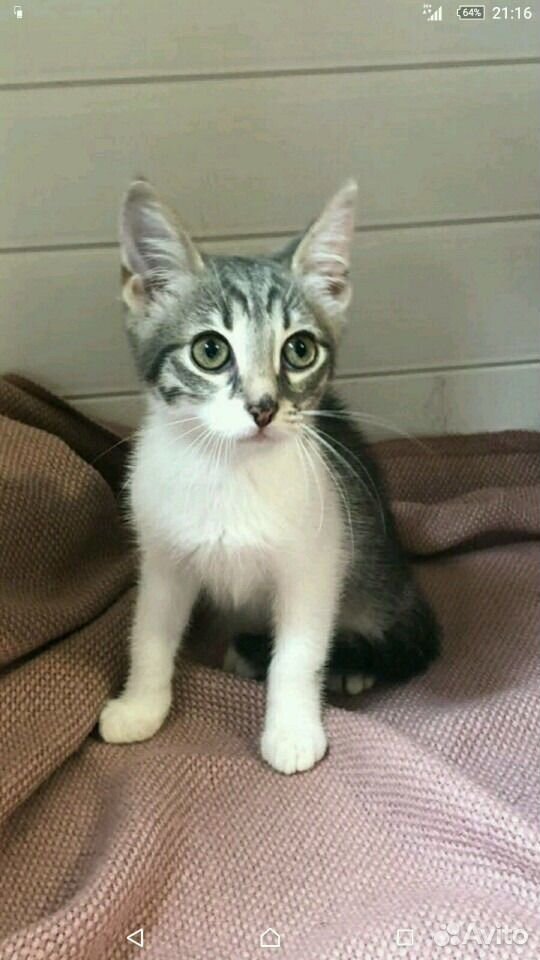 Домашний котёнок Клепочка 3 месяца в добрые руки