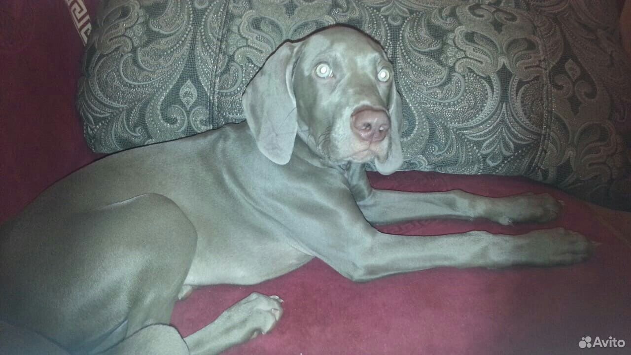Веймаранер щенок