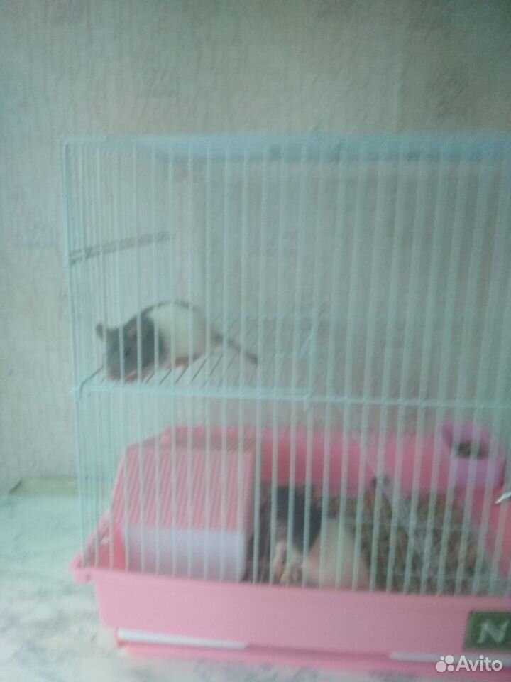 Отдам крыс с клеткой в хорошие руки