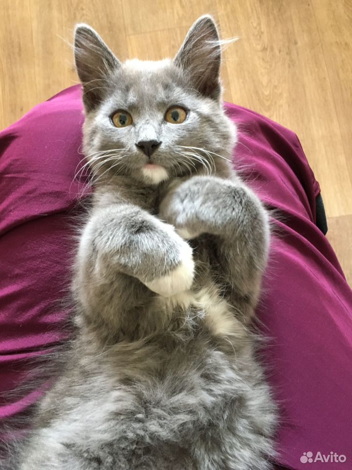 Плюшевый голубой котенок-девочка в дар - 3 мес