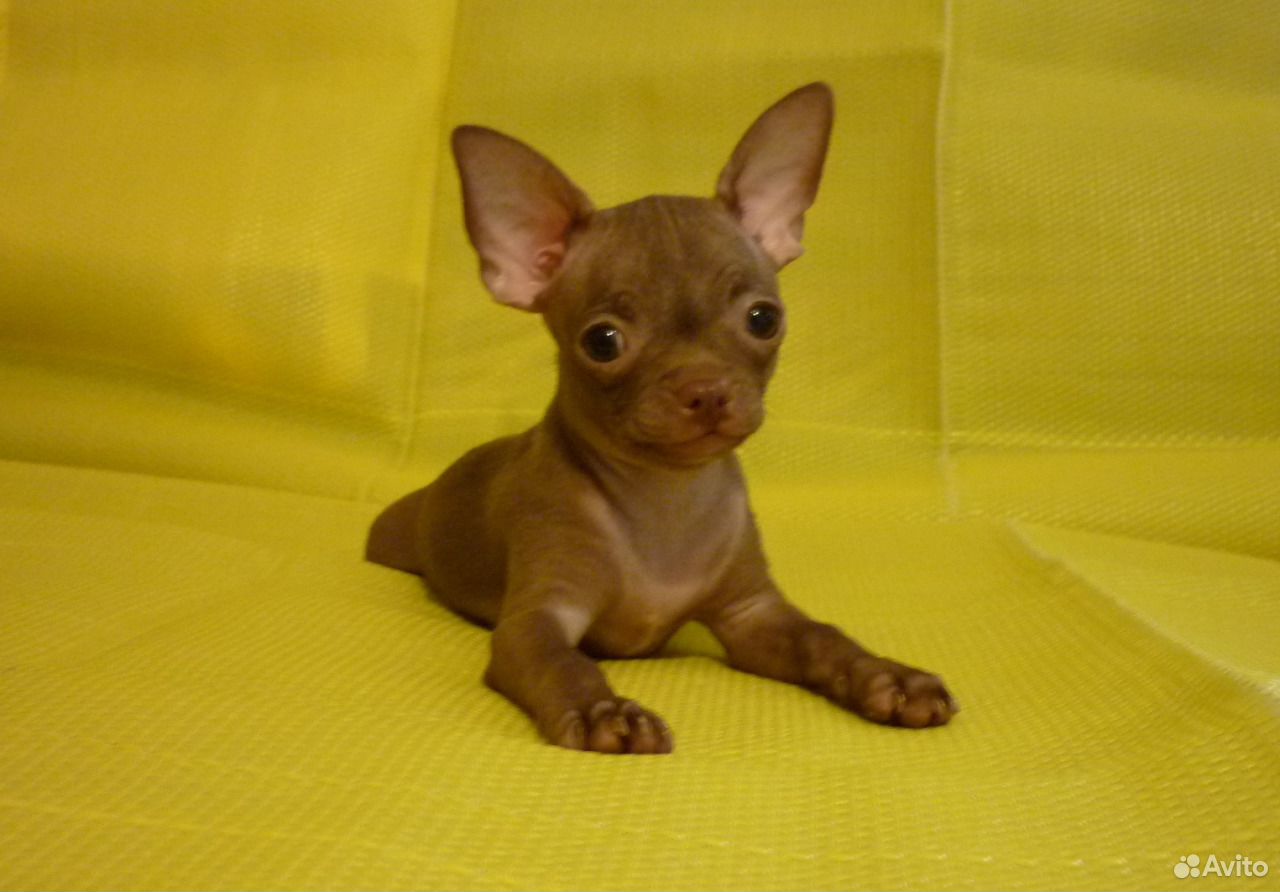 Чихуахуа шоколадная девочка