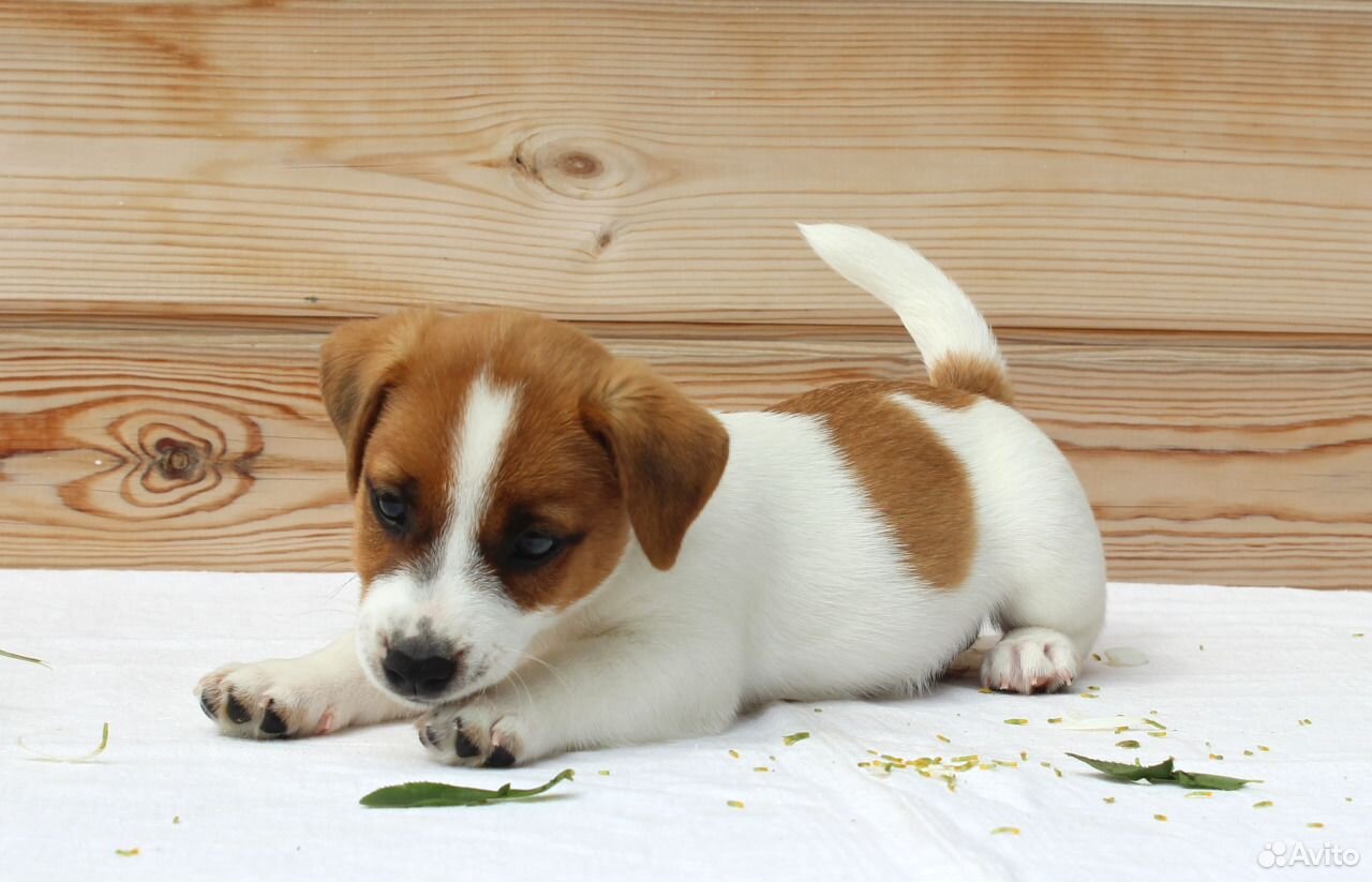 Мальчик 2,5 мес Винс Литл Маус