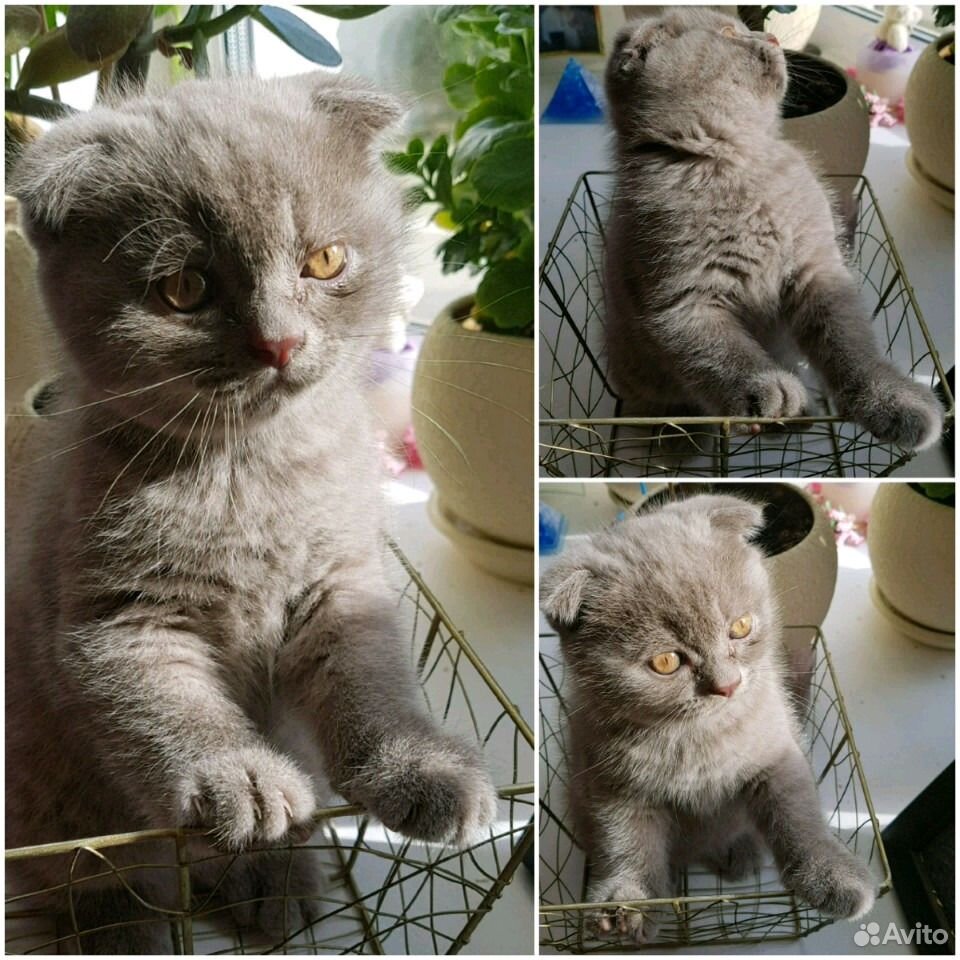 Очаровательный вислоухий шотландец