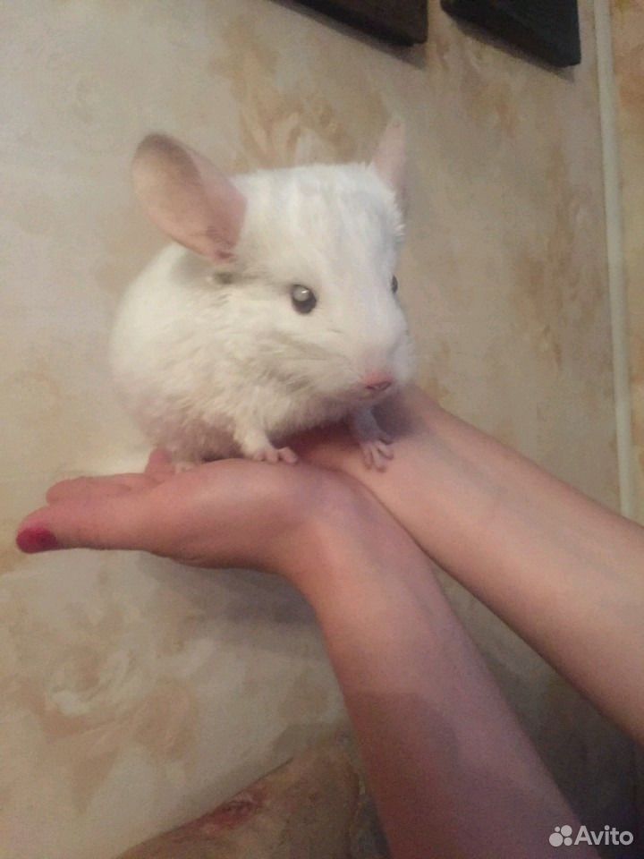 Шиншилла