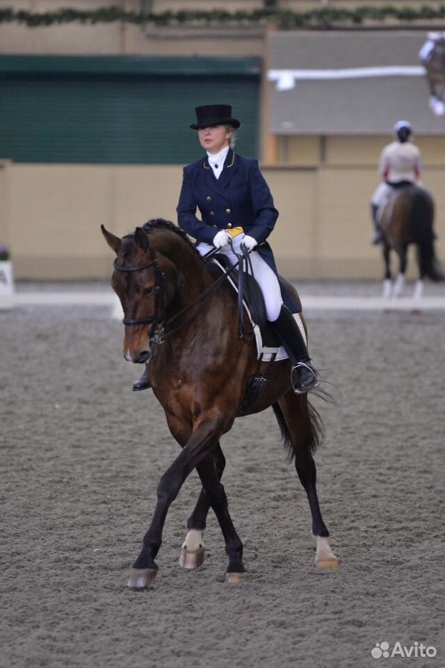 Ганноверская кобыла