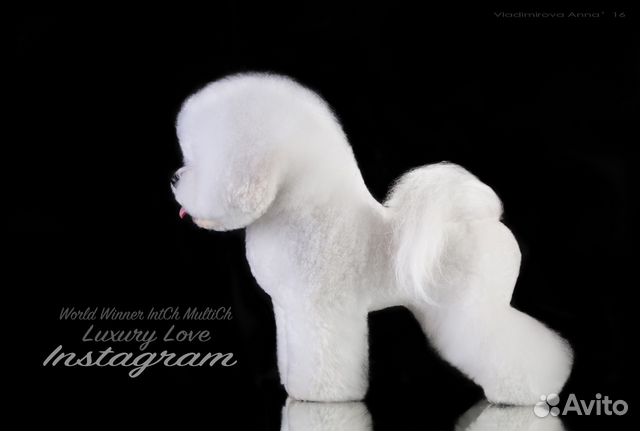 Щенки из Питомника onesher white cloud