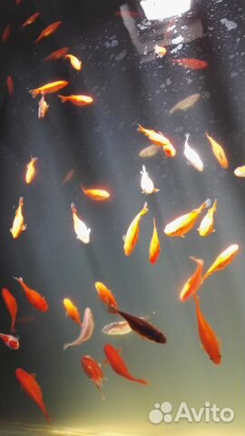 Карась декоративный