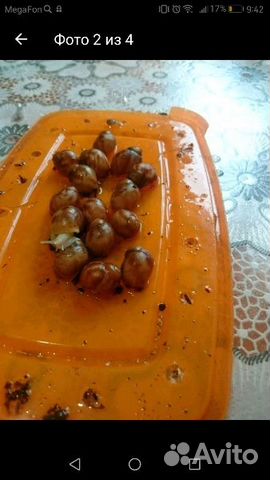 Улитки архахатины пурпурея альбинос