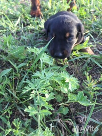 Продам щенков добермана