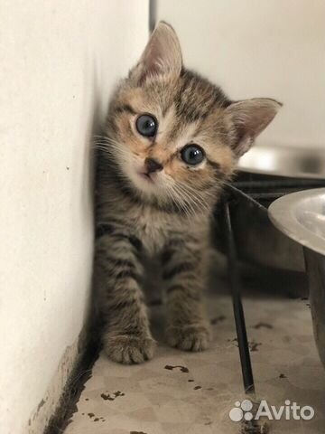 Малышка в добрые руки