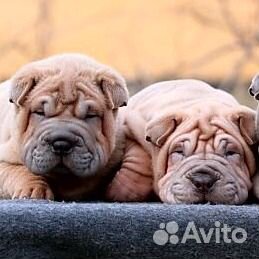 Мальчик и Девочка