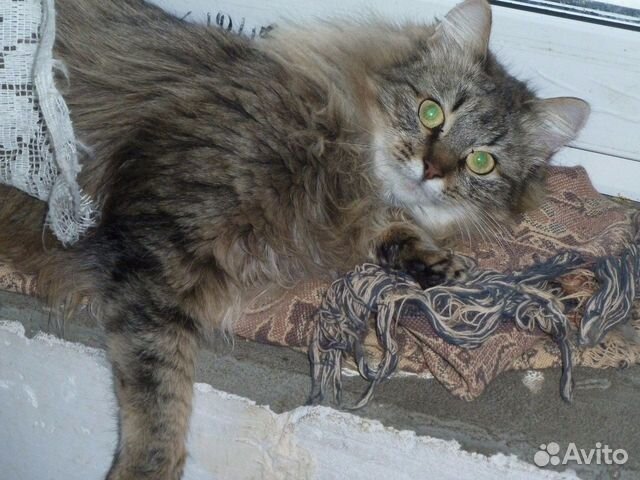 Сибирячка Глафира