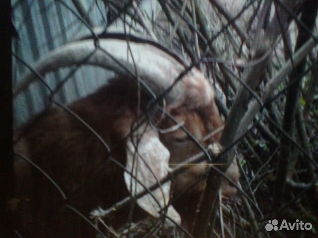 Нубийский козел покроет ваших коз