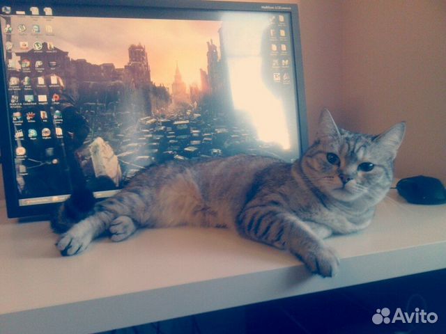 Кошка Клёпа