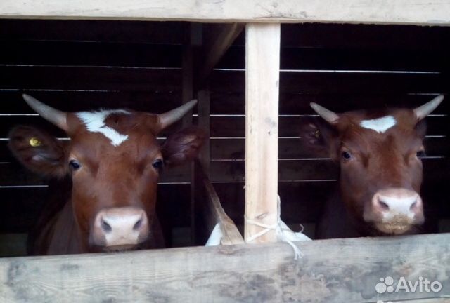 Телка айширская