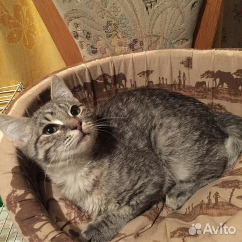 Плюшевый котенок - Глаша в добрые руки