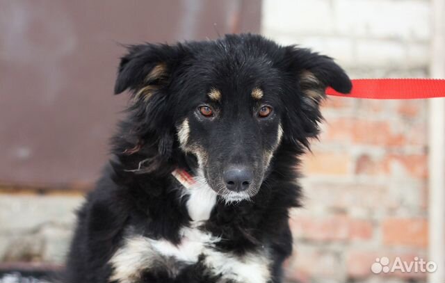 Мохнатая добродушная Наоми в добрые руки