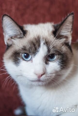 Метис тайская кошка