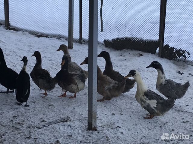 Утки Голубой Фаворит