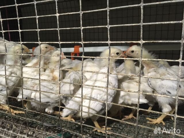 Реализуем суточных цыплят, утят