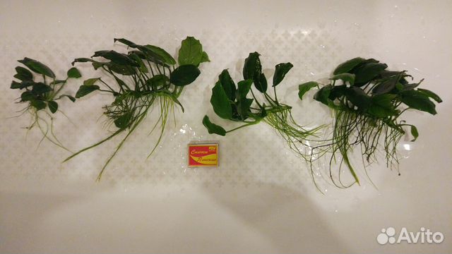 Продаю растения (анубисы и 2 вида криптокарин )