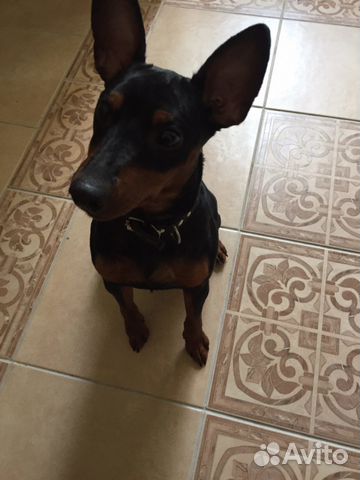 Кобель Цвергпинчер в хорошие руки