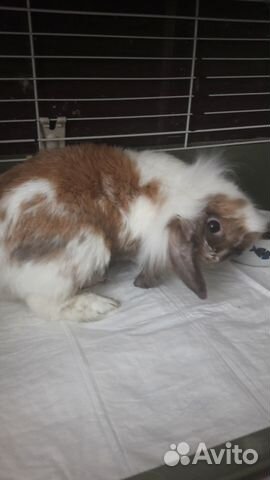 Кролик (Вислоухий барашек)