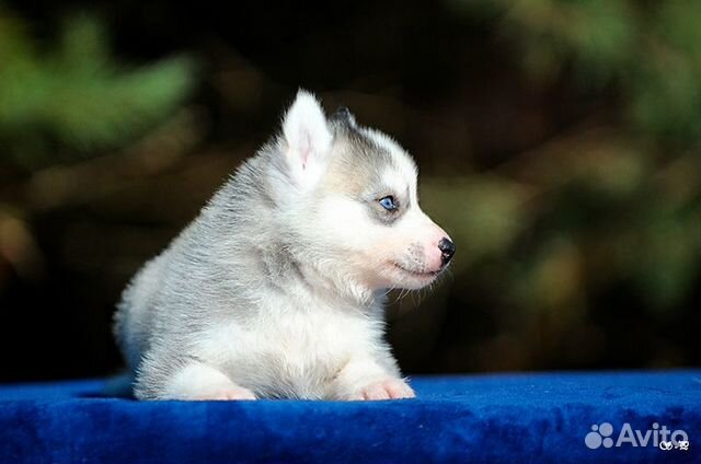 Хаски серо-белый голубоглазик