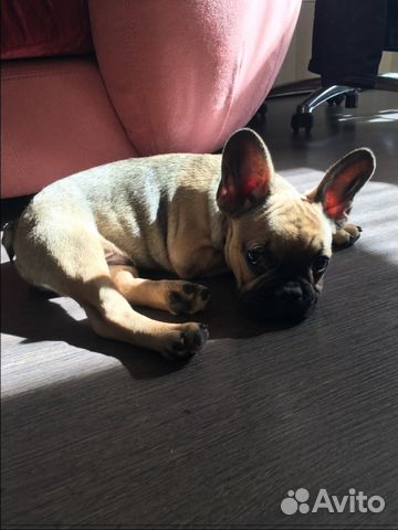 Мальчик Бульдожек