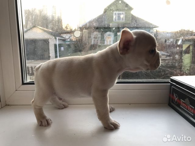 Кремовый французик