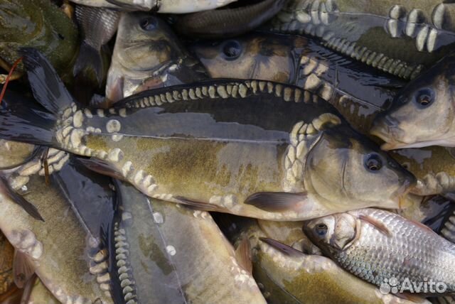 Малек: годовик карпа зеркального