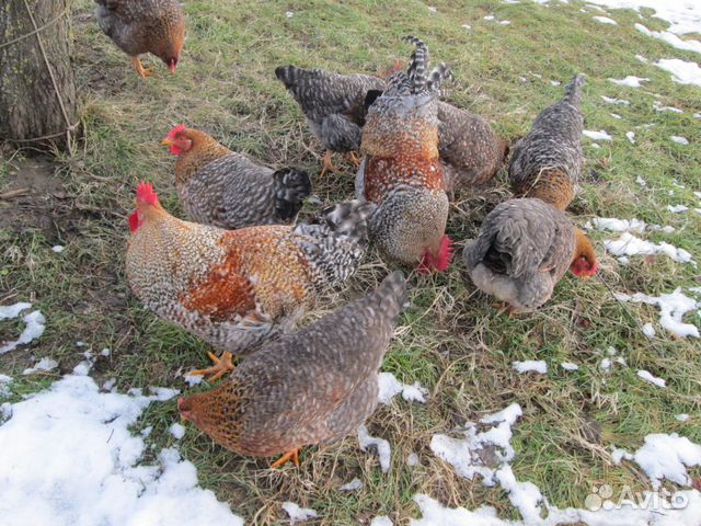 Куры несушки билефельдер