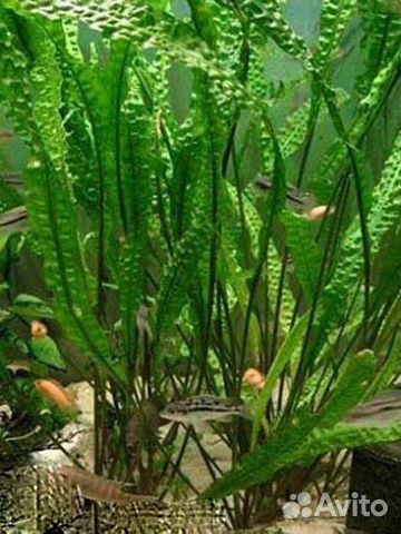 Живые растения в аквариум