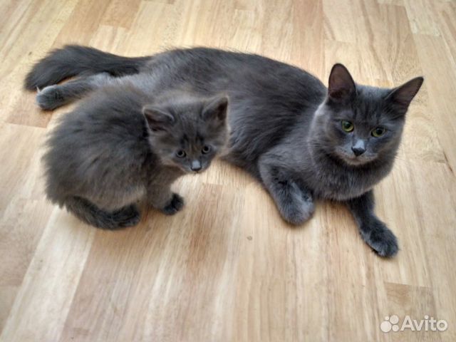 Красавица жемчужно-серая кошка Эстель