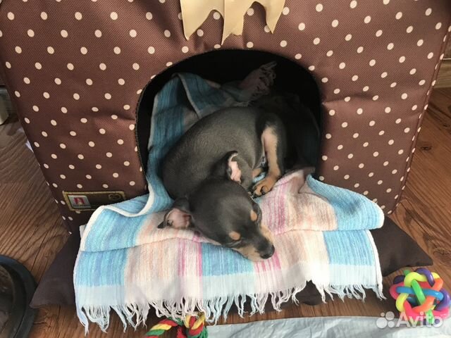 Щенок-девочка русский той-терьер, голубо-подпалый