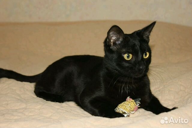 Котёнок 7 мес