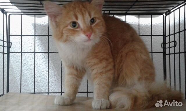 Ласковая и нежная девочка Геля в добрые руки