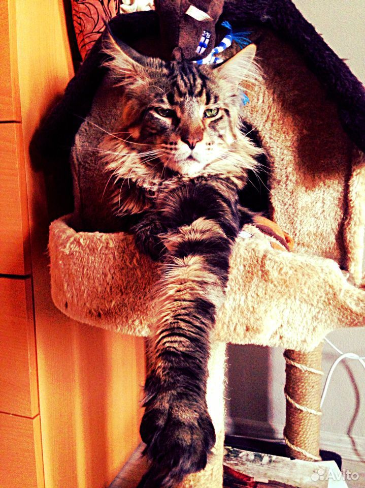 Вязка жених