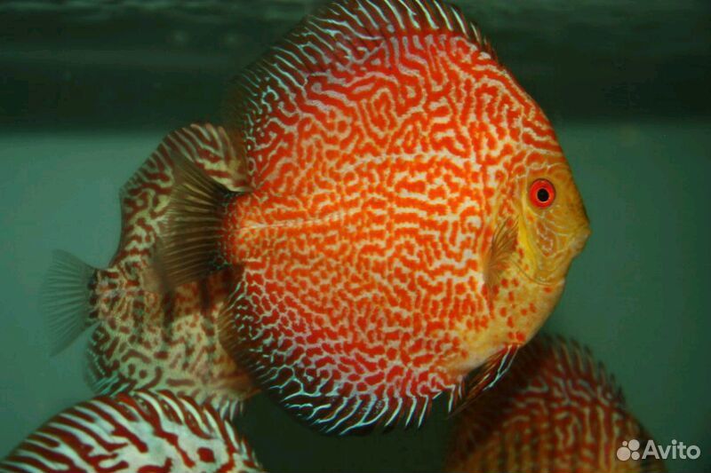 Дискусы Разводные (Не привоз) разные