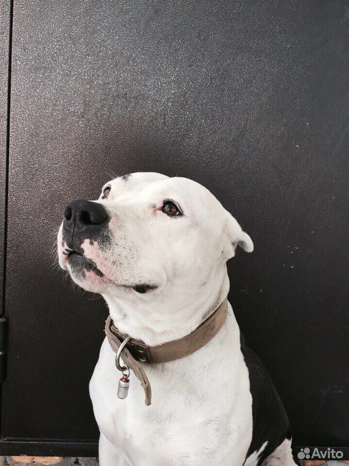 Стаффорд Вязка Случка