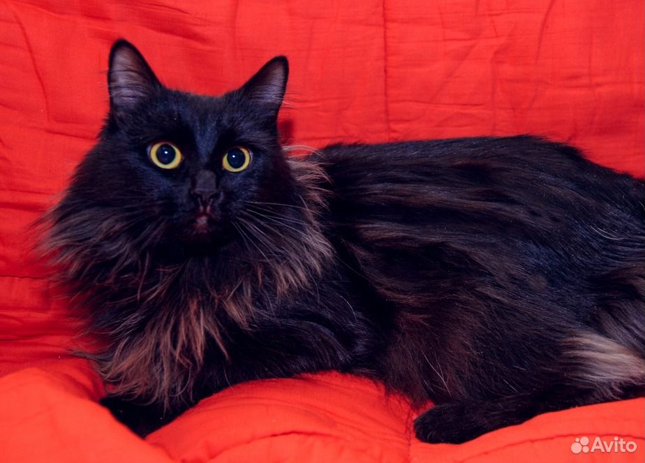 Пуховая Челси - роскошная молодка в добрые руки