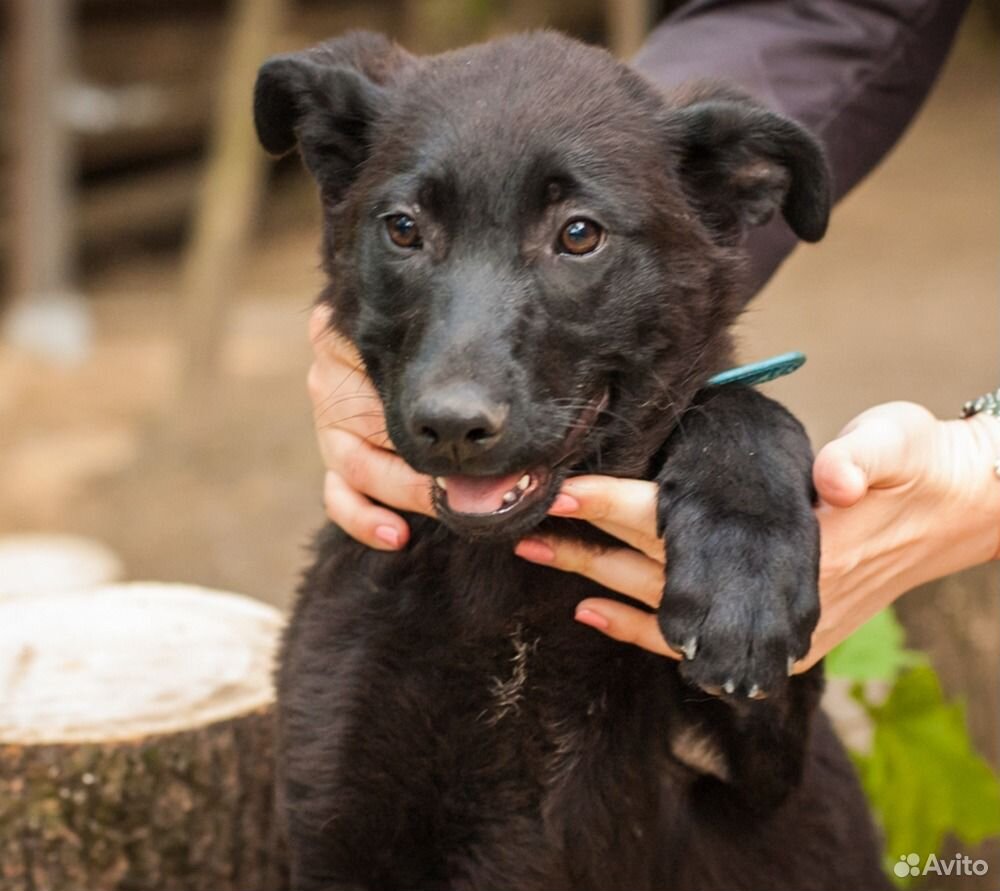 Плюшевый щенок Сэр - роскошный, весёлый друг