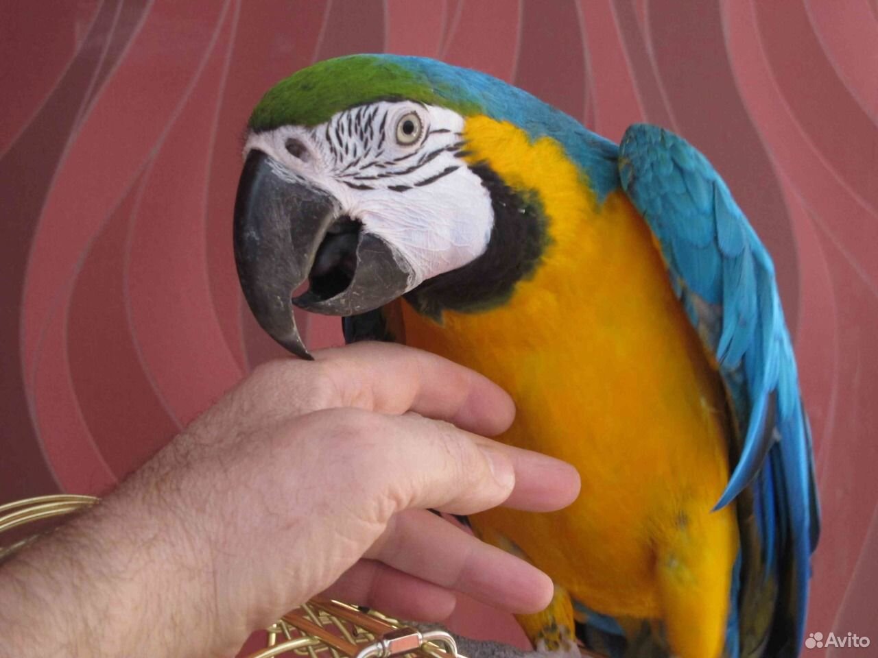 Ара синий с жёлтым